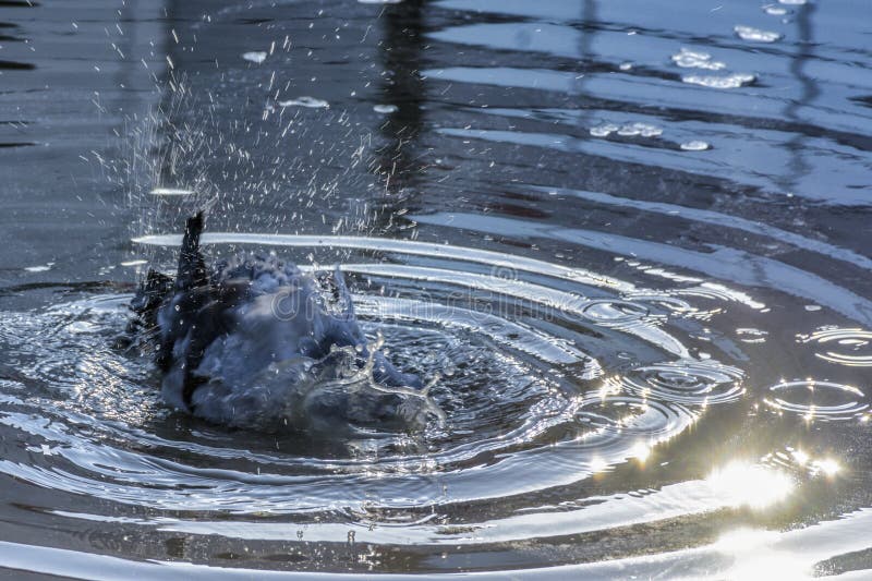 A Dove Swimming in a Spring Puddle Stock Image - Image of blue, nature ...