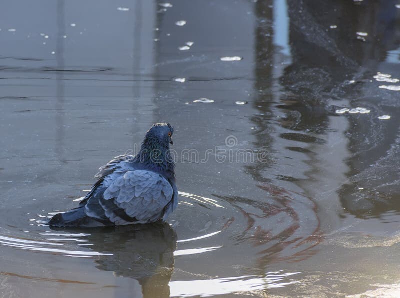 A Dove Swimming in a Spring Puddle Stock Image - Image of moisture ...