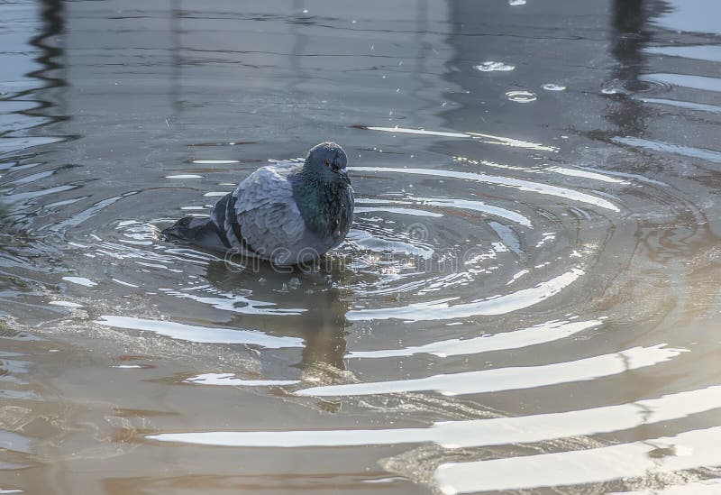 A Dove Swimming in a Spring Puddle Stock Photo - Image of gray ...