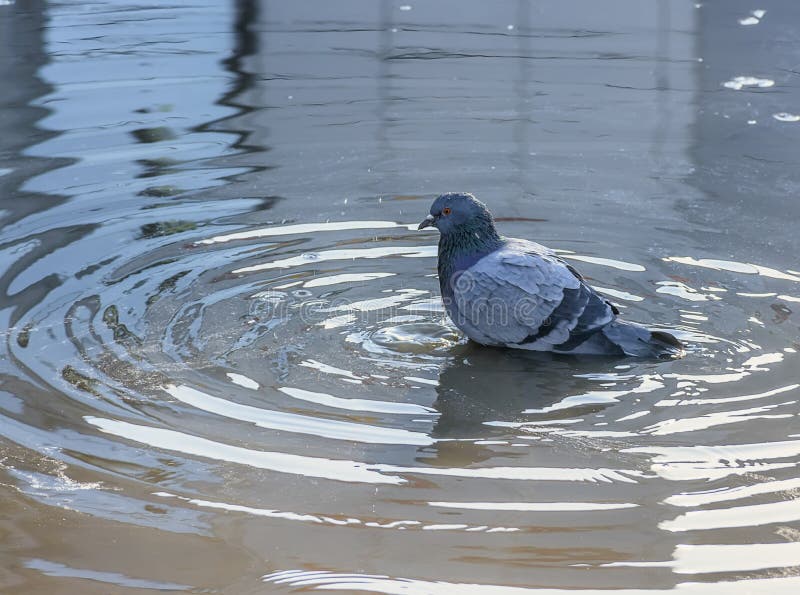 A Dove Swimming in a Spring Puddle Stock Image - Image of wing ...