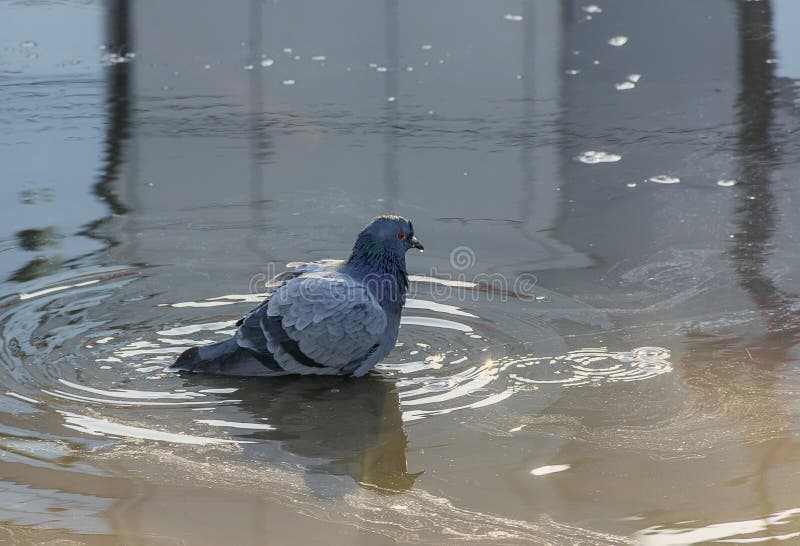 A Dove Swimming in a Spring Puddle Stock Photo - Image of spring ...