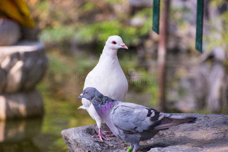 Dove stock photo. Image of messenger, dove, birds, leisurely - 78089778