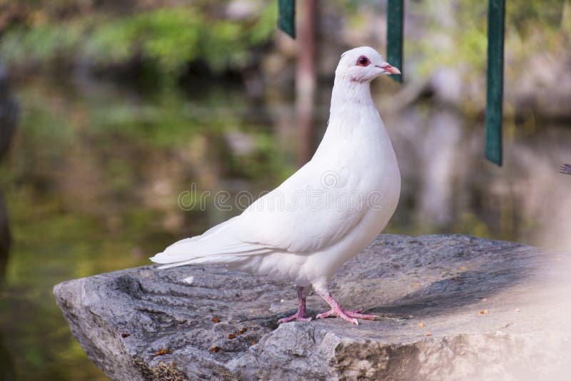 Dove stock image. Image of peace, messenger, birds, close - 78089839
