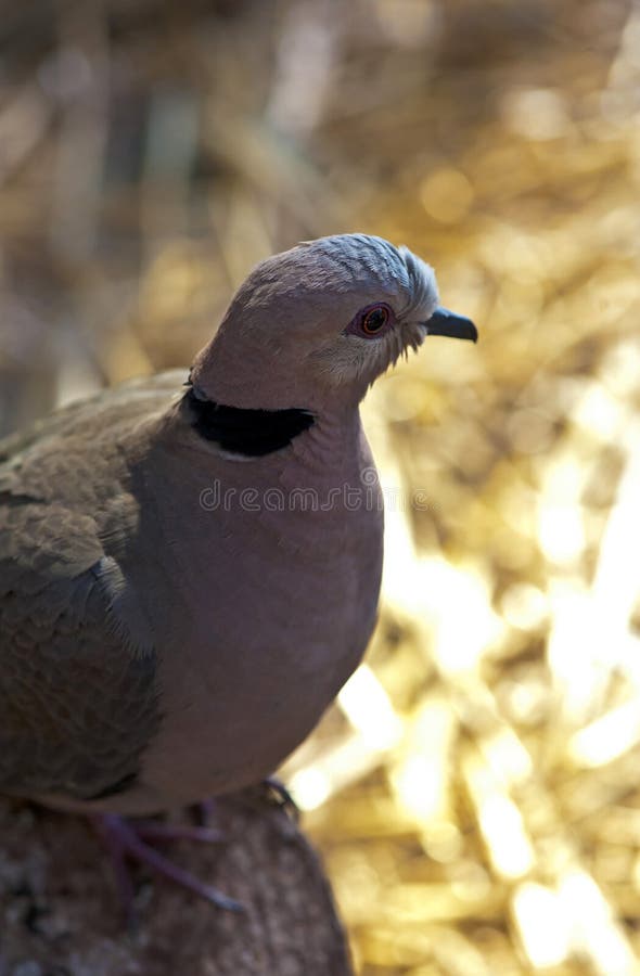 Dove stock image. Image of tame, colours, yellow, angle - 42660005