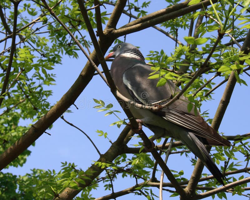 Dove in tree stock image. Image of love, blue, beak, brown - 14176857