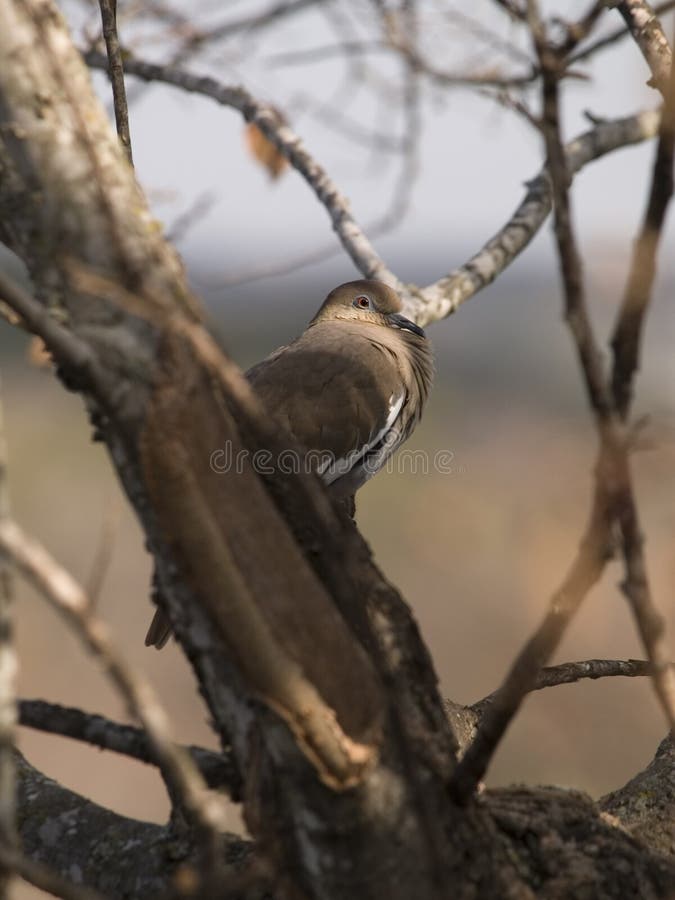 Dove in tree stock image. Image of brown, single, animal - 712585