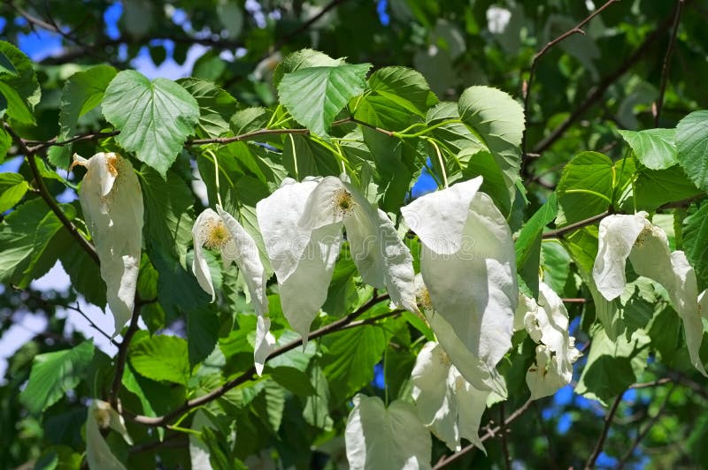 Dove-tree or Davidia Involucrata Stock Image - Image of flower, white ...