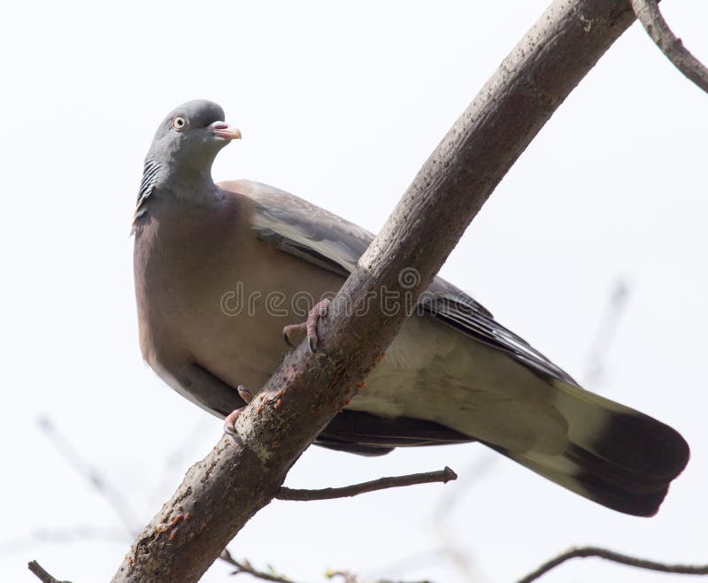 Dove on the tree in nature stock photo. Image of bird - 107692150
