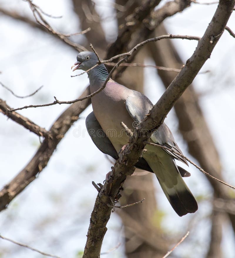 Dove on the tree in nature stock photo. Image of wild - 106777986