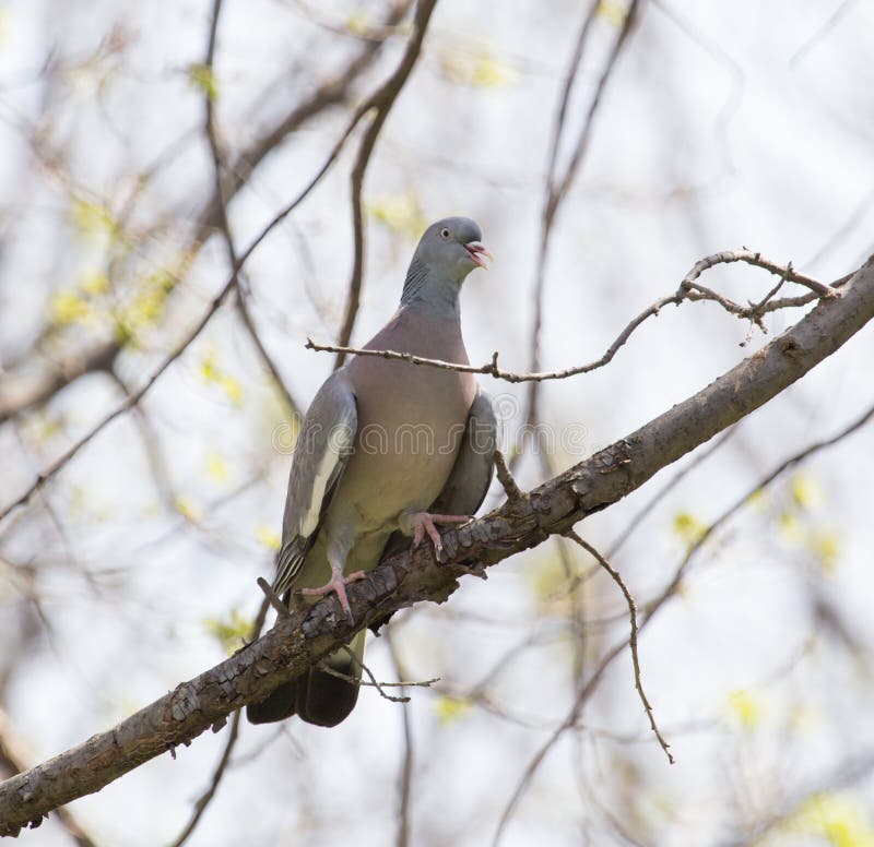 Dove on the tree in nature stock image. Image of closeup - 109062257