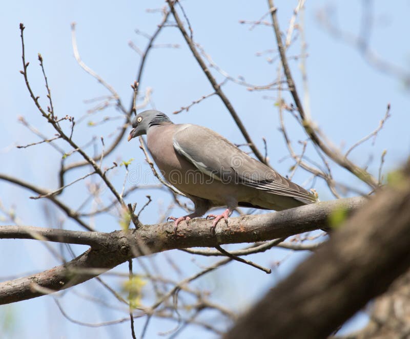 Dove on the tree in nature stock image. Image of closeup - 109276341