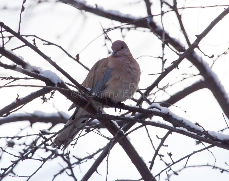 Dove on the tree in winter stock photo. Image of dove - 108054610