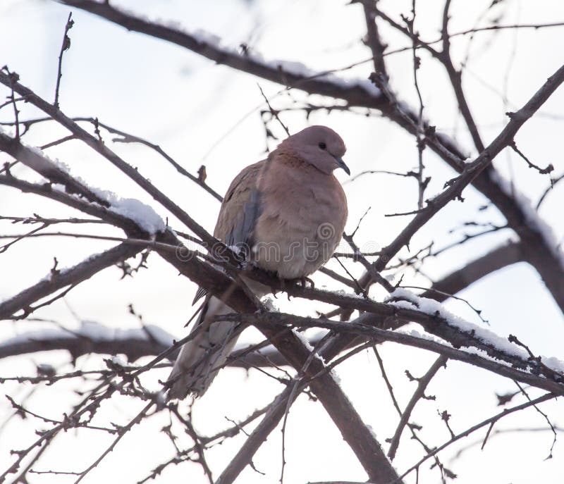 Dove on the tree in winter stock image. Image of white - 108303043
