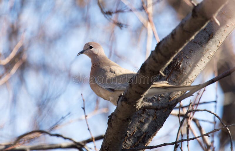 Kentucky Blue Bird Stock Photos - Free & Royalty-Free Stock Photos from ...