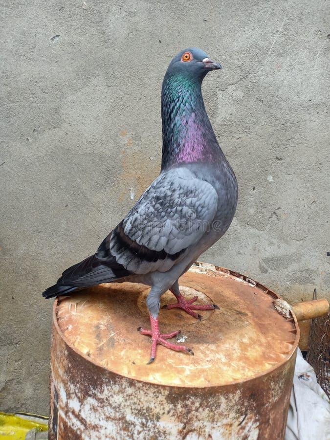 The Dove is a Very Beautiful Bird Stock Image - Image of beautiful ...