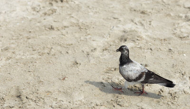 Dove Walking at the Beach, Alone Concept. Stock Photo - Image of blue ...