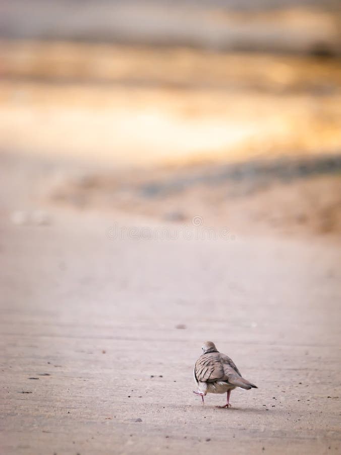 Dove Walking on the Street stock photo. Image of insect - 164645610