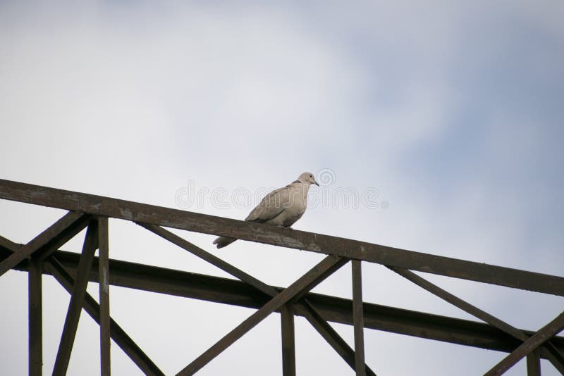 The train mechanic stock image. Image of train, thought - 117975573