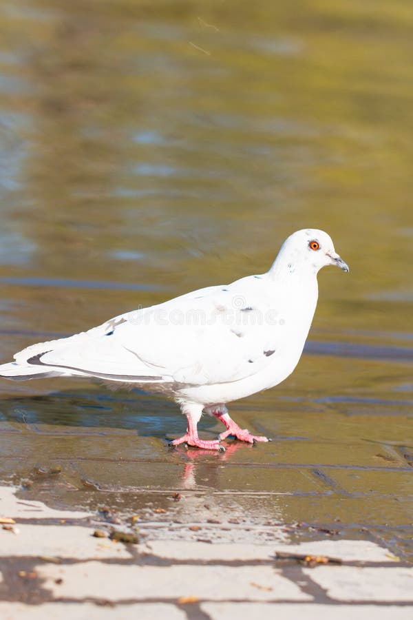 Dove in the water Outdoors stock image. Image of bird - 205748165