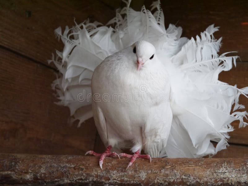 Dove stock image. Image of dove, home, symbol, peace - 80013979