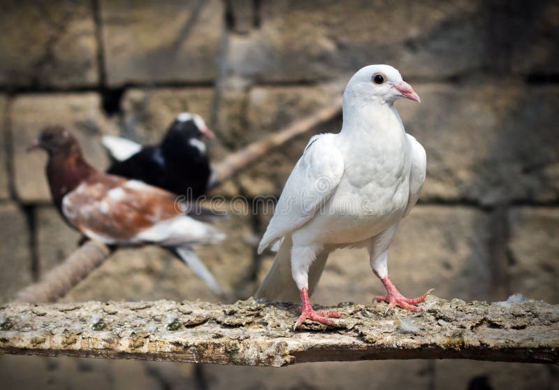 Dove stock photo. Image of beauty, chicken, dove, organism - 63682184