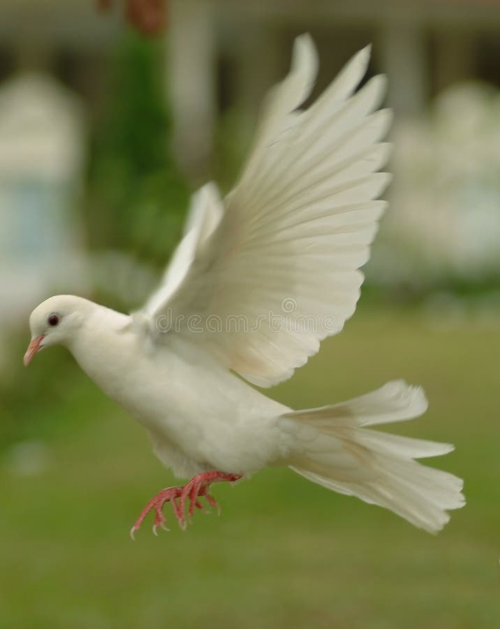 Dove stock image. Image of nature, pigeon, garden, bird - 50023295
