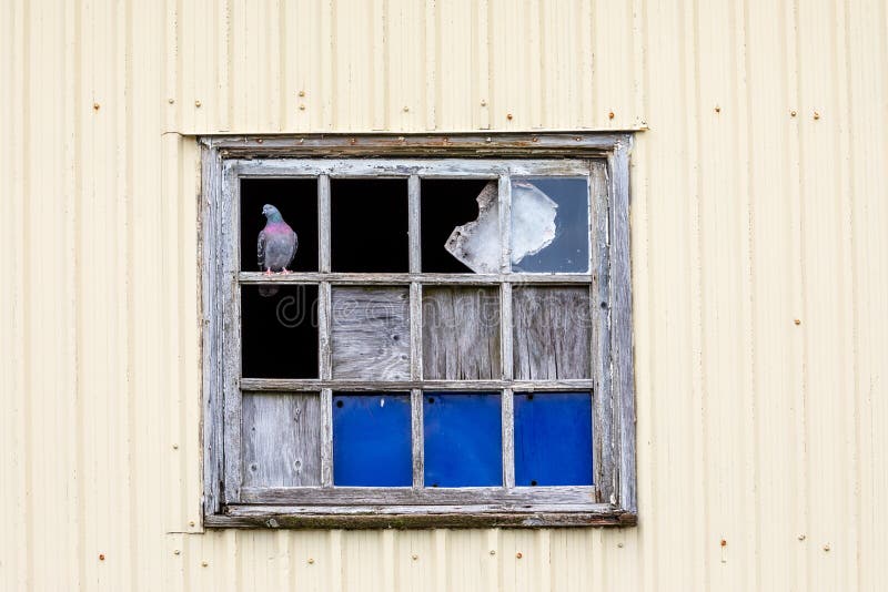 A dove in a Window stock image. Image of grunge, architecture - 157272741