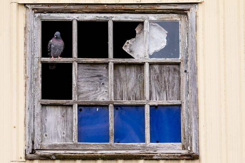 Dove to the window stock photo. Image of scene, city - 129900822