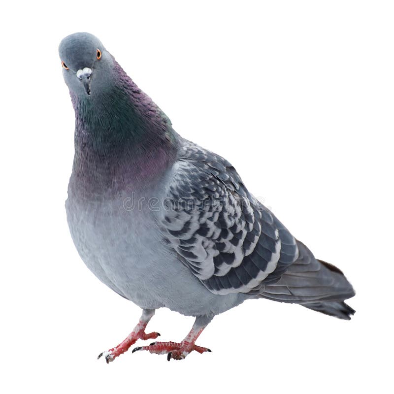 35,038 Pigeon White Background Stock Photos - Free & Royalty-Free Stock ...