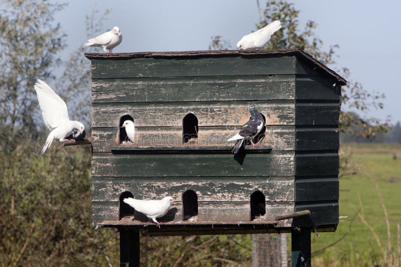 Dovecote and Pigeons in Love Stock Image - Image of dove, dovecot: 78022115