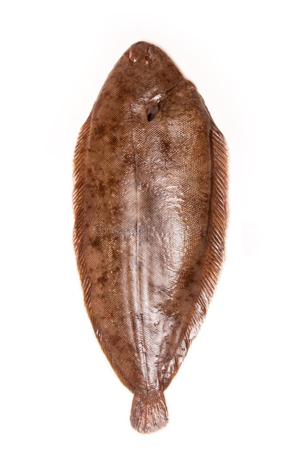 Dover sole fish whole stock image. Image of isolated - 52340751