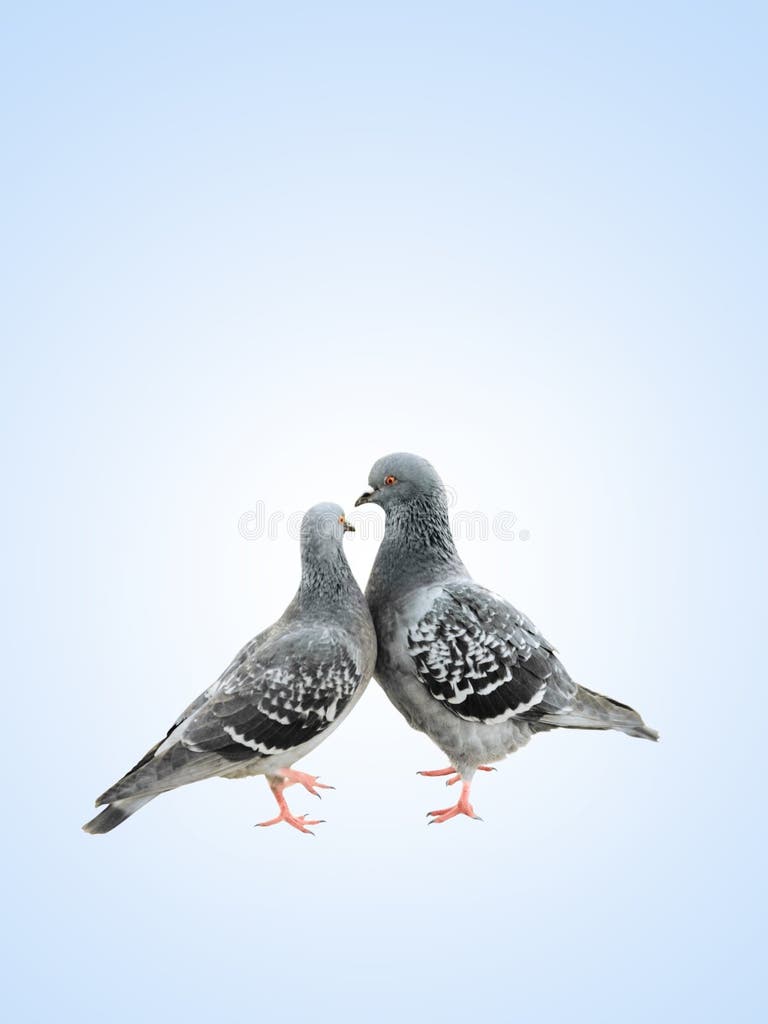 2,855 Two Doves Stock Photos - Free & Royalty-Free Stock Photos from ...