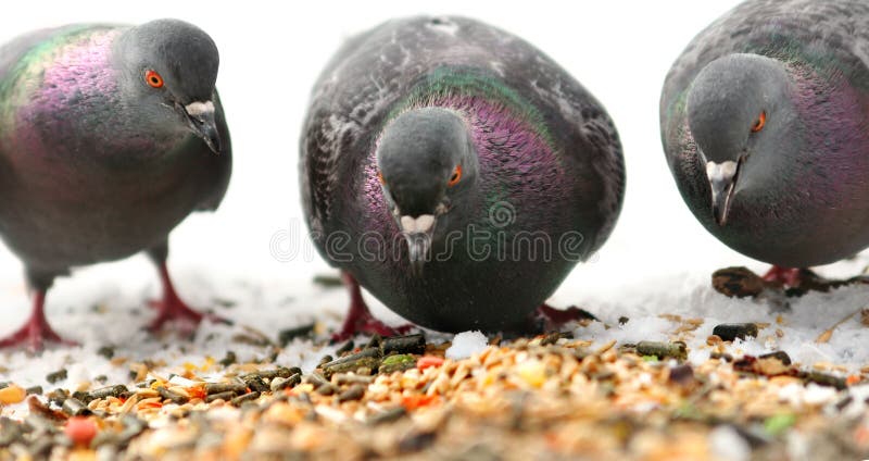 Doves stock photo. Image of colourful, pick, feathering - 614516