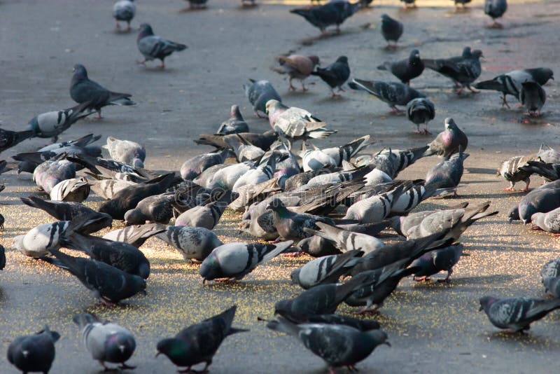 Place crowded of Birds stock photo. Image of grey, birds - 87401494