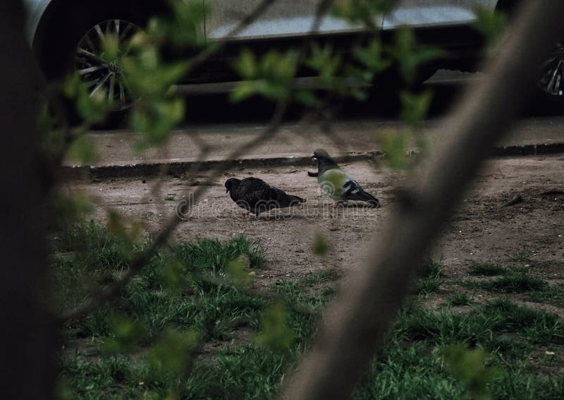 Doves, Birds, Spring Weather and Mood, Spring Vibes Stock Image - Image ...