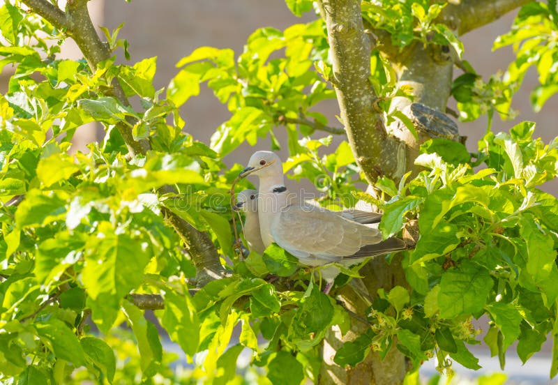 Doves Building Their Nest in an Apple Tree in Spring Stock Image ...
