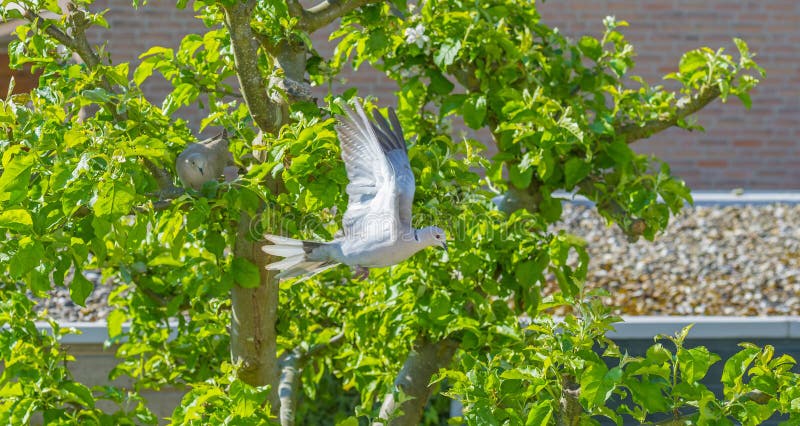 Doves Building Their Nest in an Apple Tree in Spring Stock Image ...