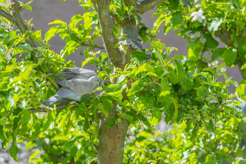 Doves Building Their Nest in an Apple Tree in Spring Stock Photo ...