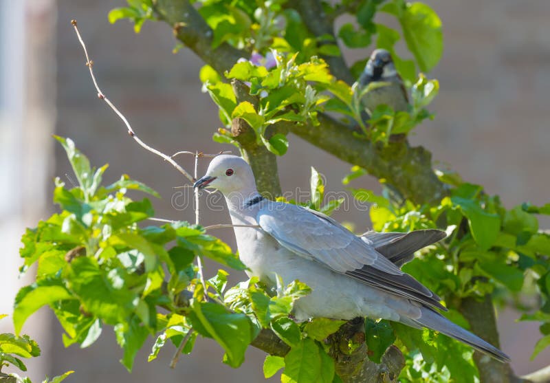 Doves Building Their Nest in an Apple Tree in Spring Stock Image ...