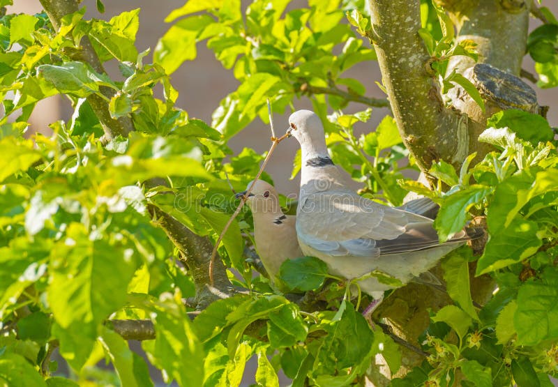 Doves Building Their Nest in an Apple Tree in Spring Stock Photo ...
