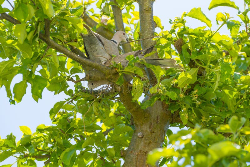 Doves Building Their Nest in an Apple Tree in Spring Stock Photo ...