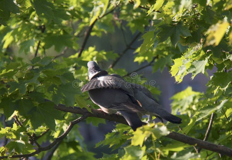 Doves stock photo. Image of symbol, cage, animal, dove - 31452194