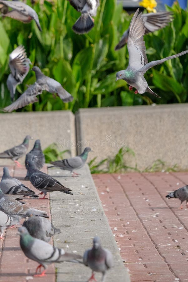 Doves stock photo. Image of dive, flight, doves, multi - 139914798