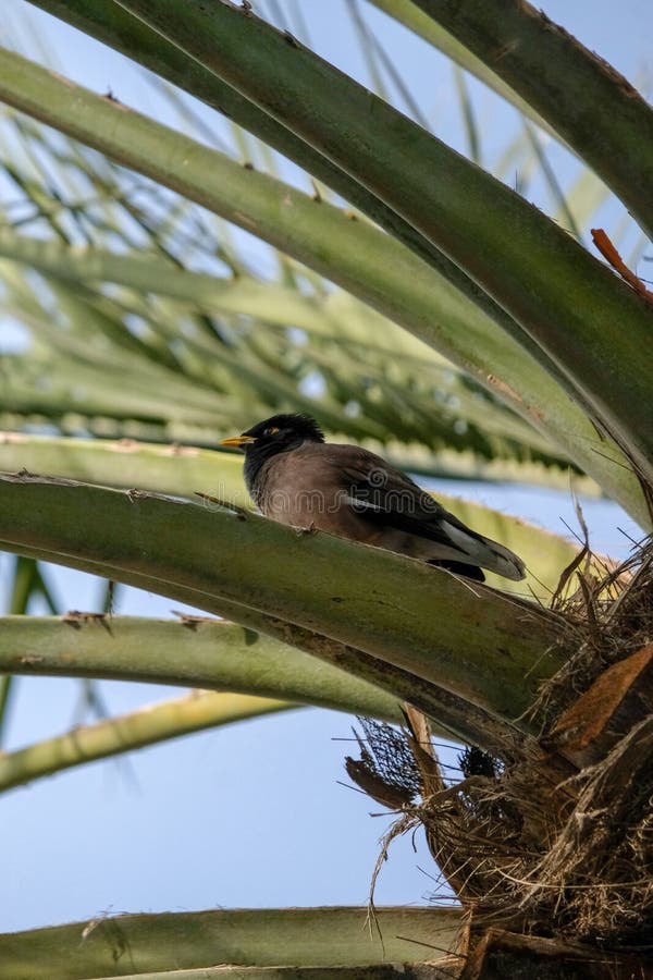 Doves stock photo. Image of dive, flight, doves, multi - 139914798