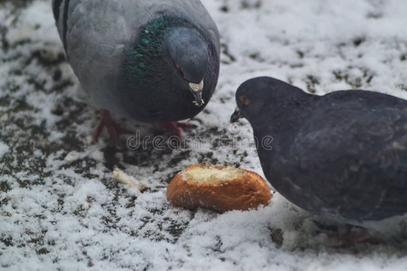 Doves eating bread stock image. Image of poor, eating - 80608113