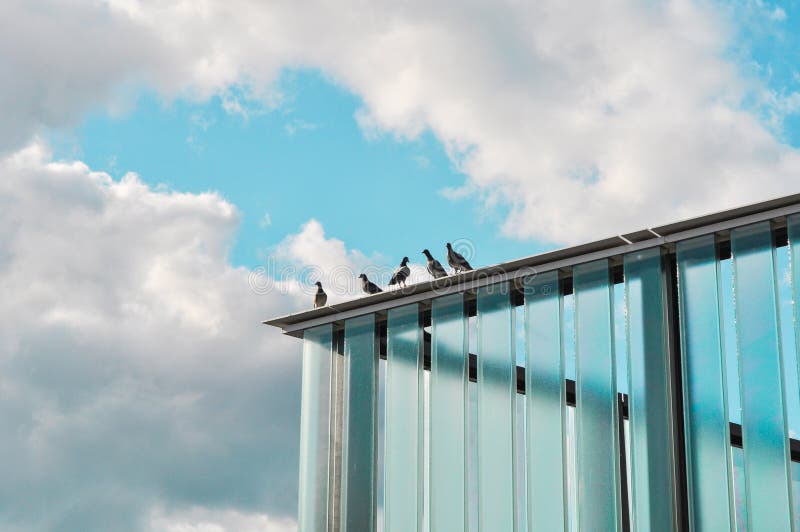 Doves on the Edge of a Building Stock Photo - Image of roof, design ...