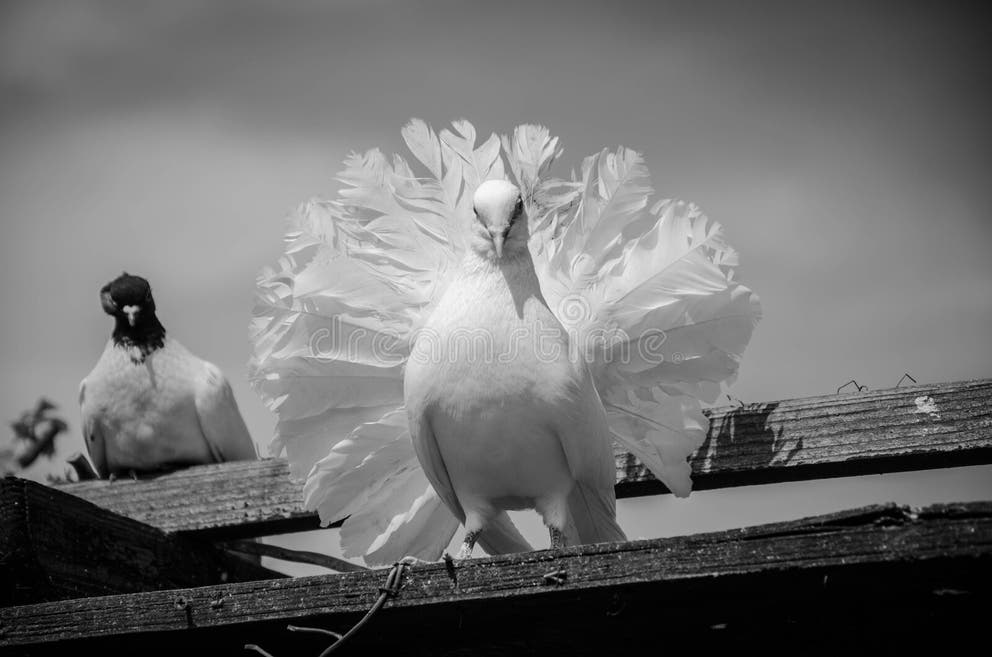 Doves with fan-shaped tail stock photo. Image of pure - 75209302