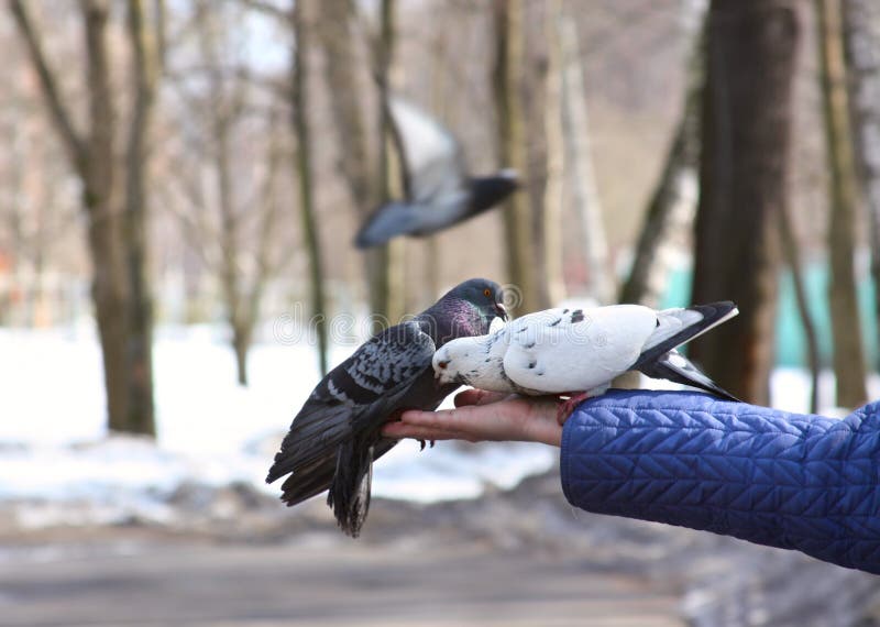 Doves feeding in hand stock photo. Image of flapping - 12262588