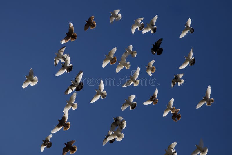 Doves in flight stock photo. Image of pigeon, nature - 14035372
