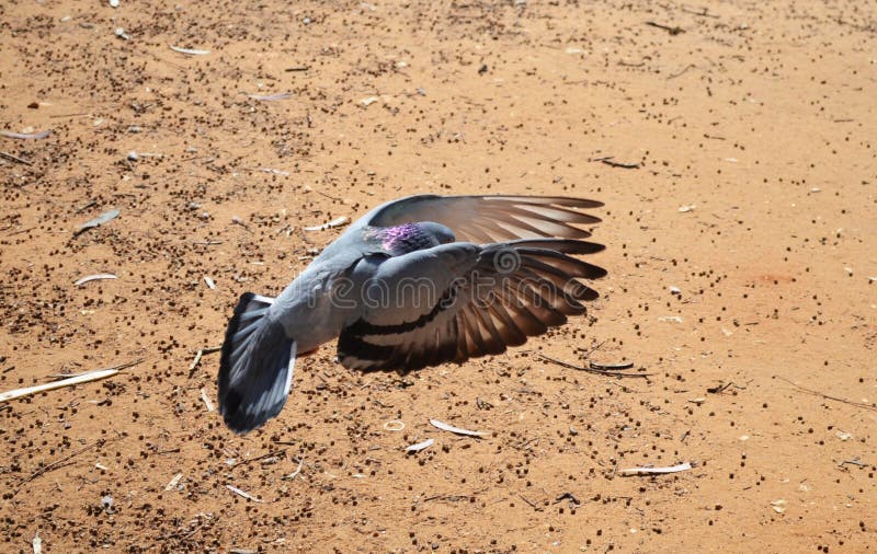 Doves in flight stock image. Image of wings, guardsnnpigeons - 67125443